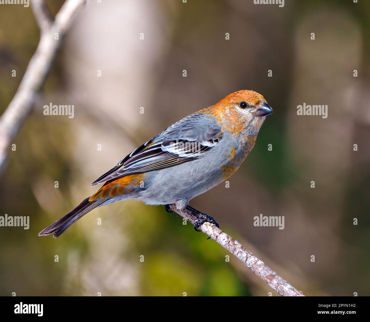 Pine Grosbeak female perched on a branch with a blur forest background ...