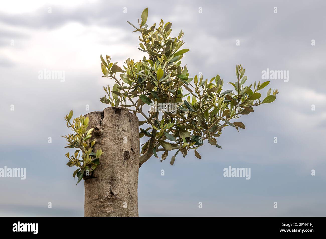 New shoots and trunk from a pruned olive tree Stock Photo - Alamy