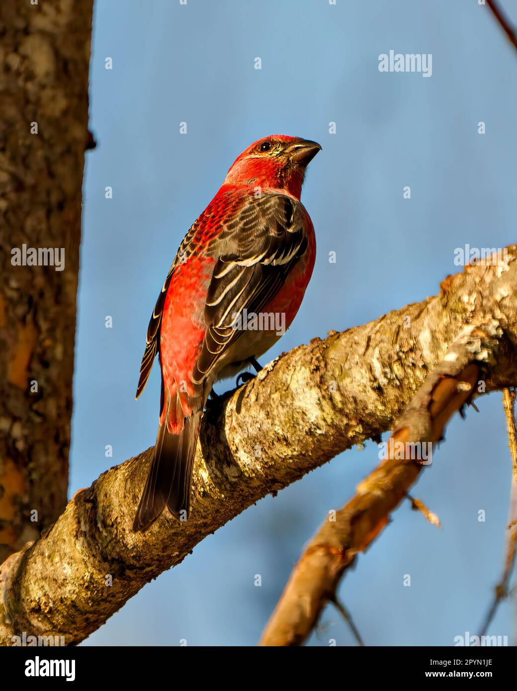 Grosbeak male rear view perched on a branch with a blur forest ...