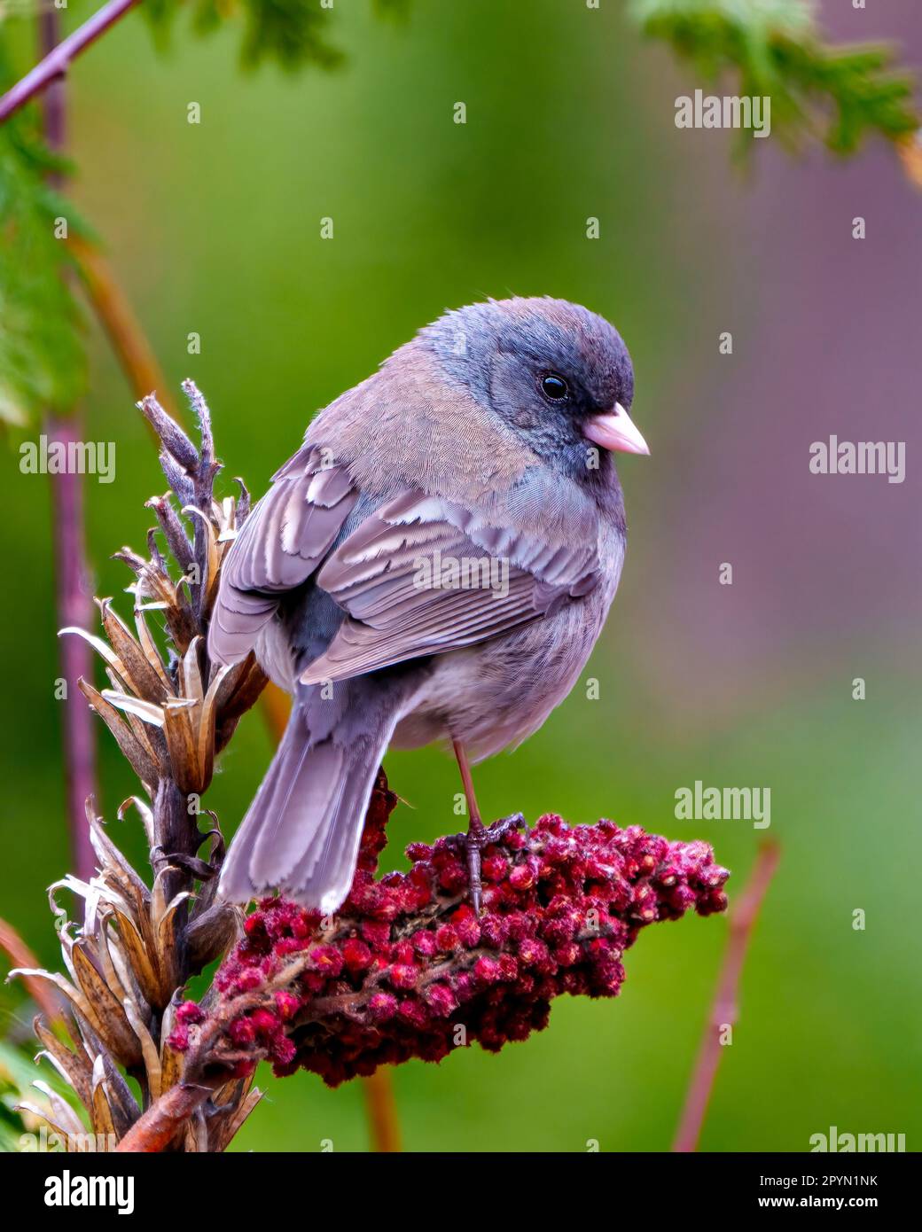 Slate Coloured Junco close-up rear view perched on a red stag horn ...