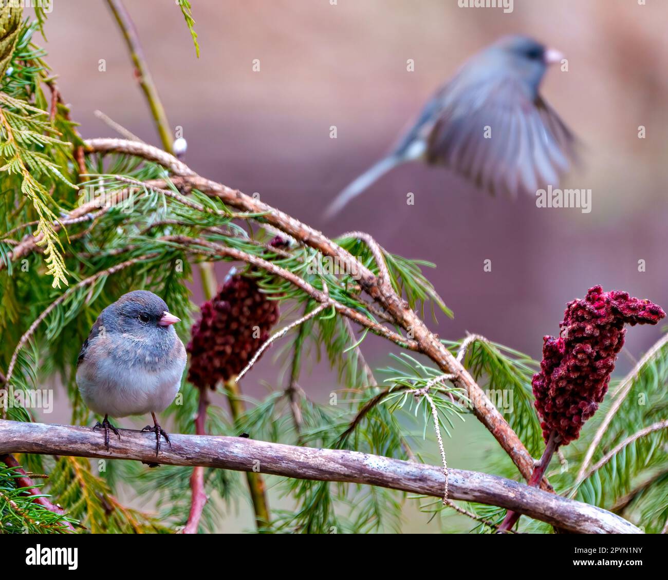 Slate Coloured Junco perched on a tree branch with a blur flying bird ...