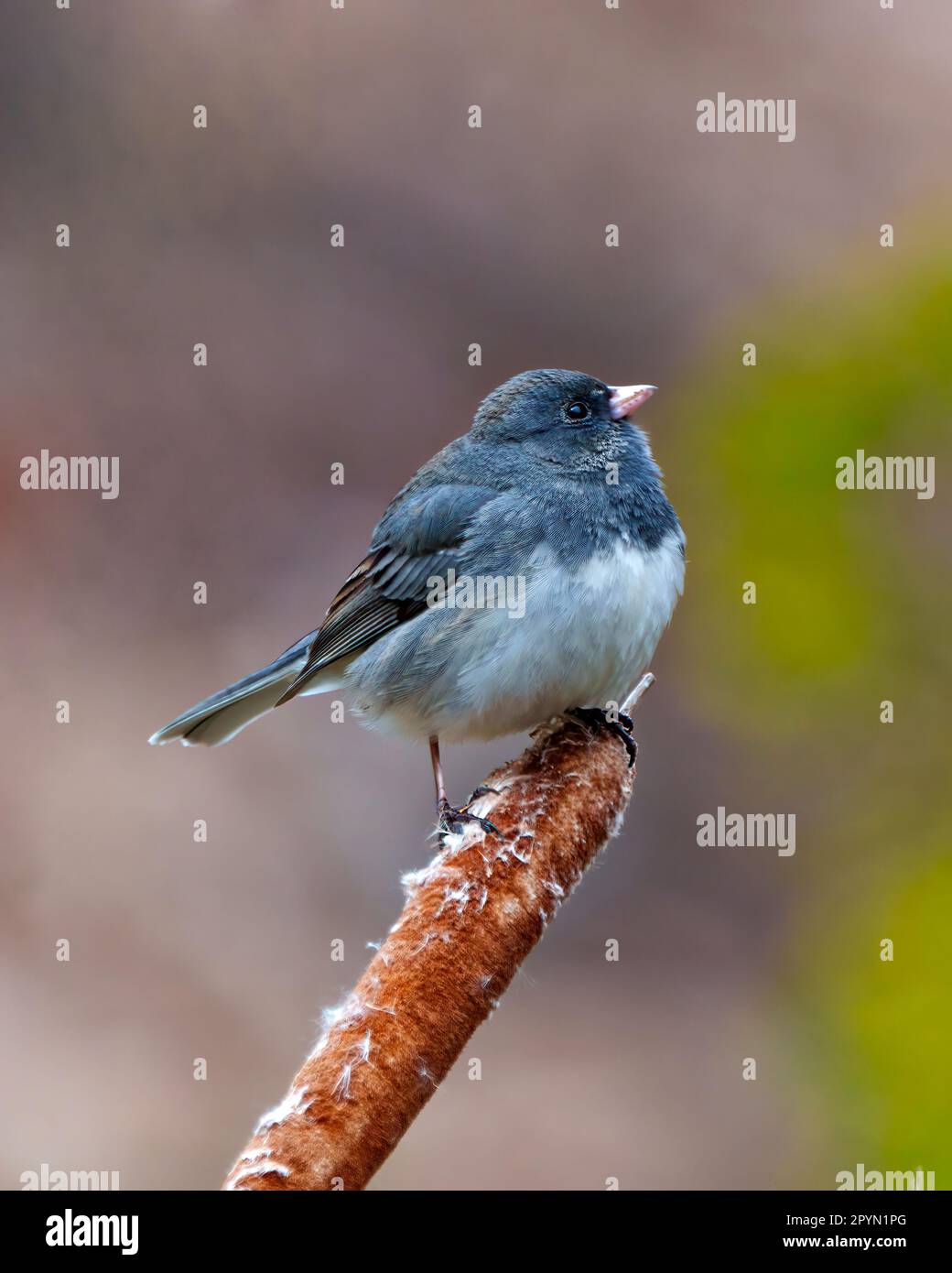 Junco close-up side view perched on a cattail with a coloured ...