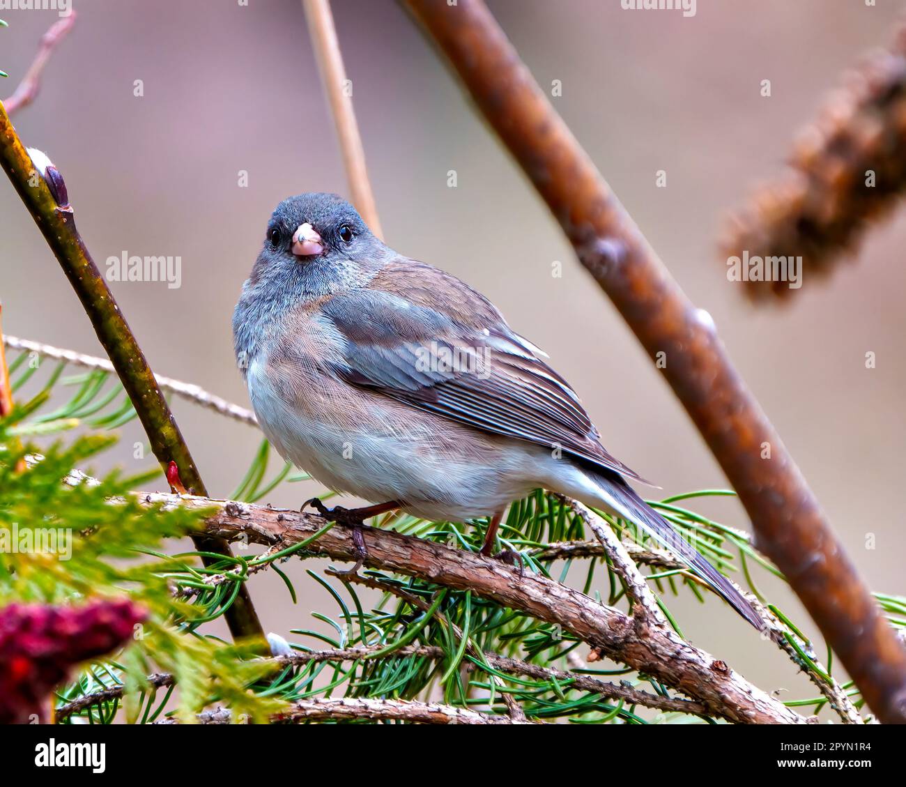 Junco close-up side view perched with a forest background in its ...