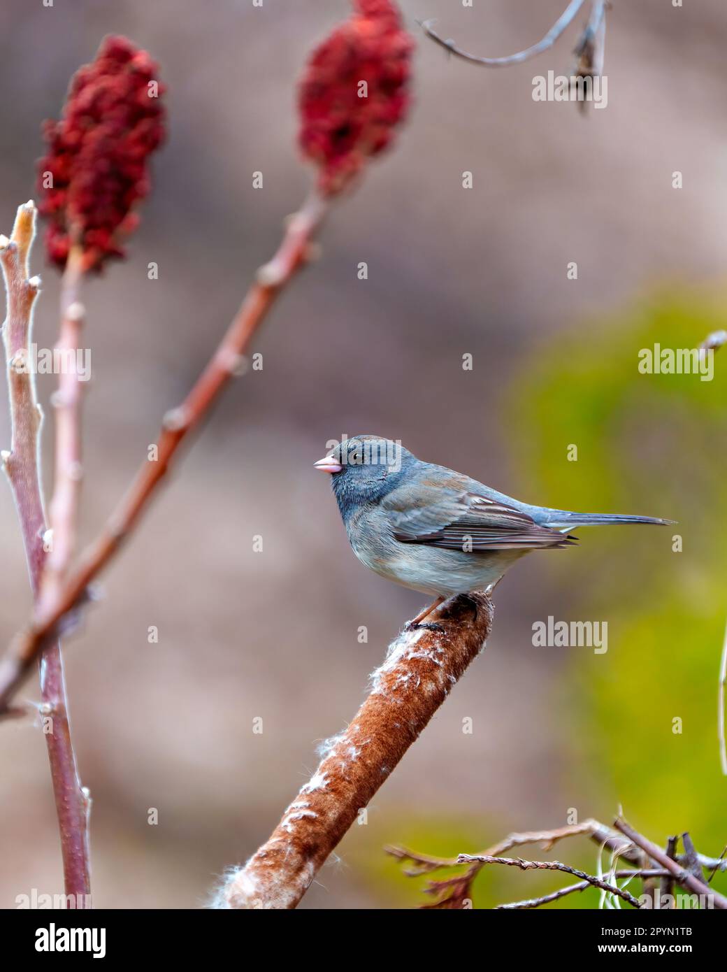 Junco close-up view perched on a cattail with a blur background and red ...