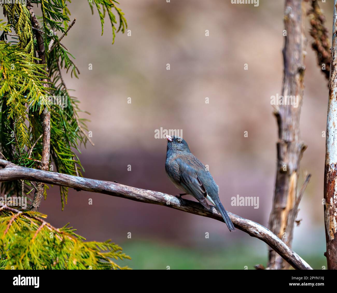 State Coloured Junco perched on a tree branch with a soft brown ...