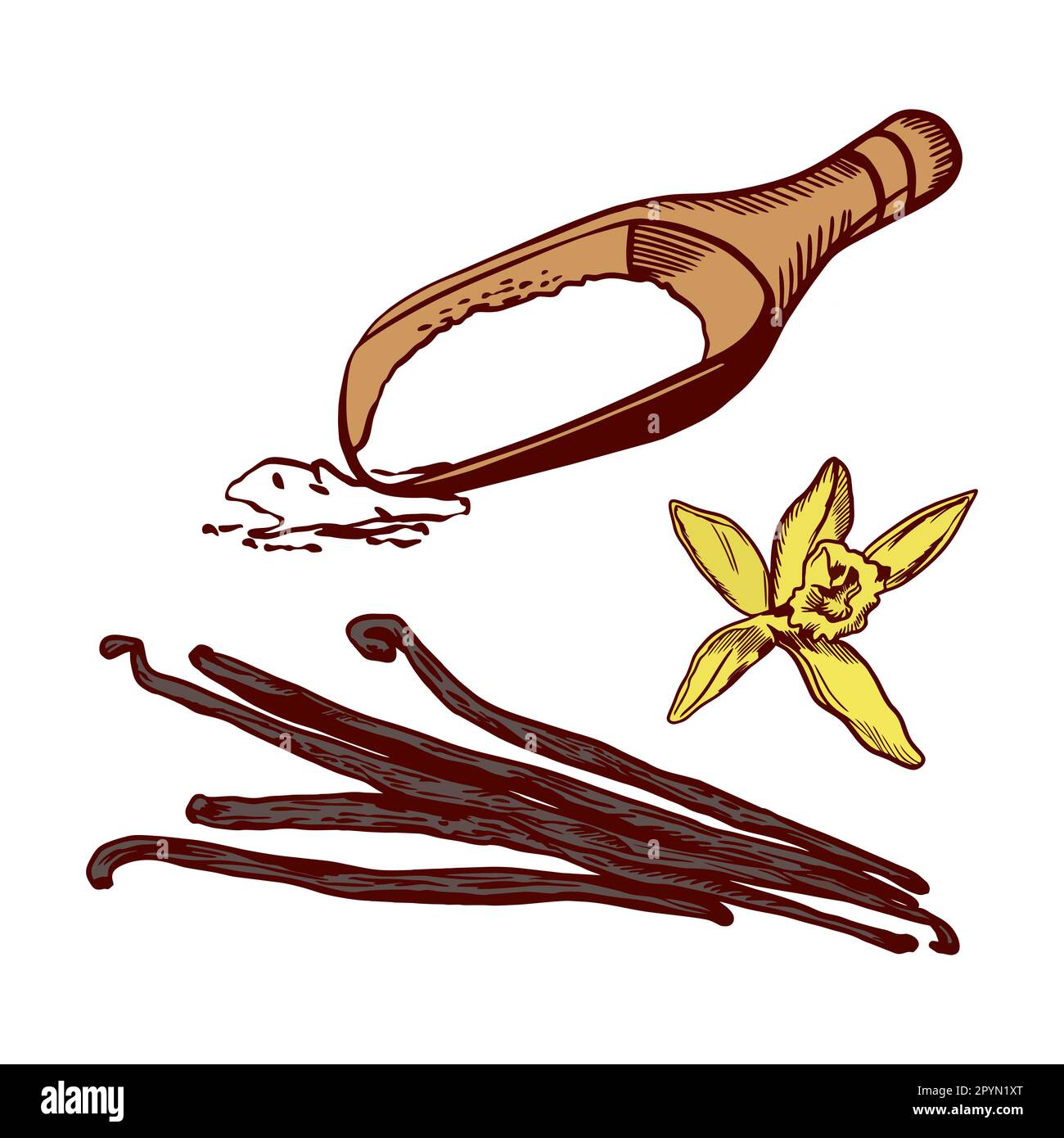 Vanilla Extract Illustration