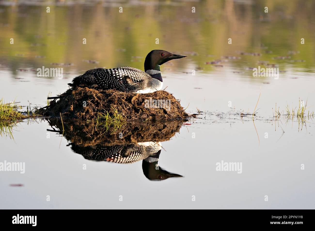Loon nesting on its nest with marsh grasses, mud and water by the lakeshore in its environment ...