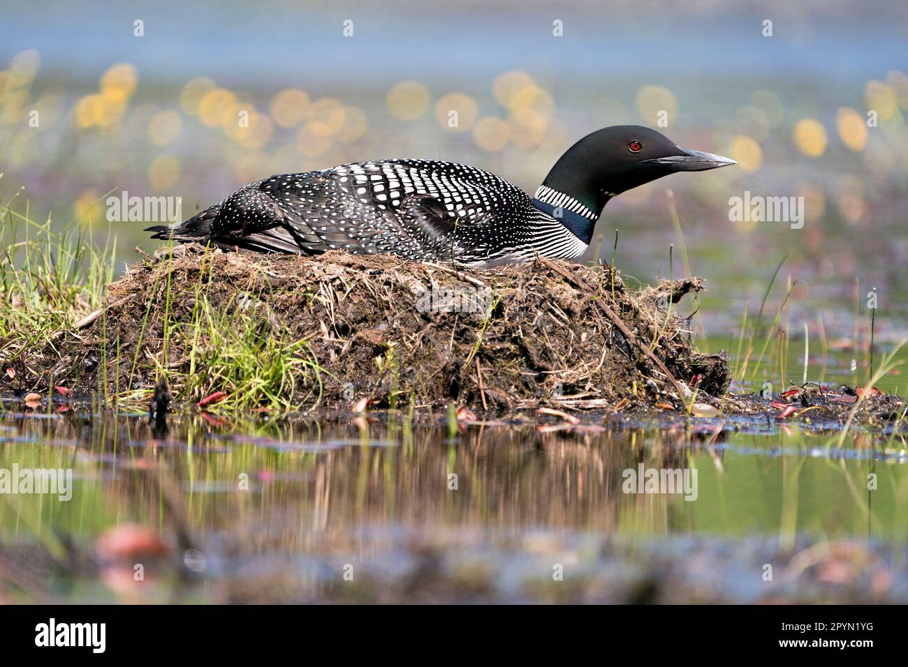 Common Loon close-up view nesting on its nest with marsh grasses, mud and water in its ...