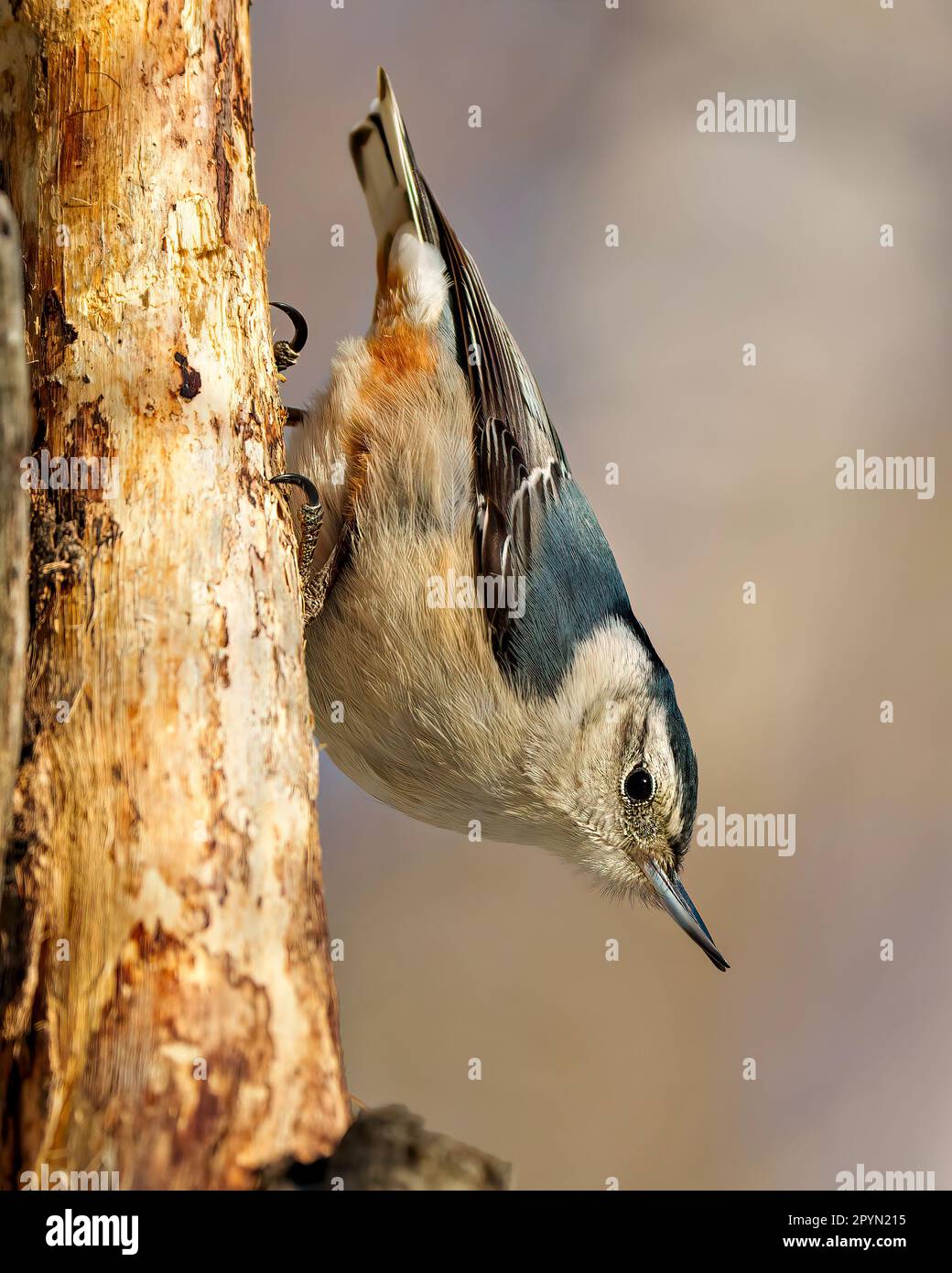 White-breasted Nuthatch perched on a tree branch and looking down with ...