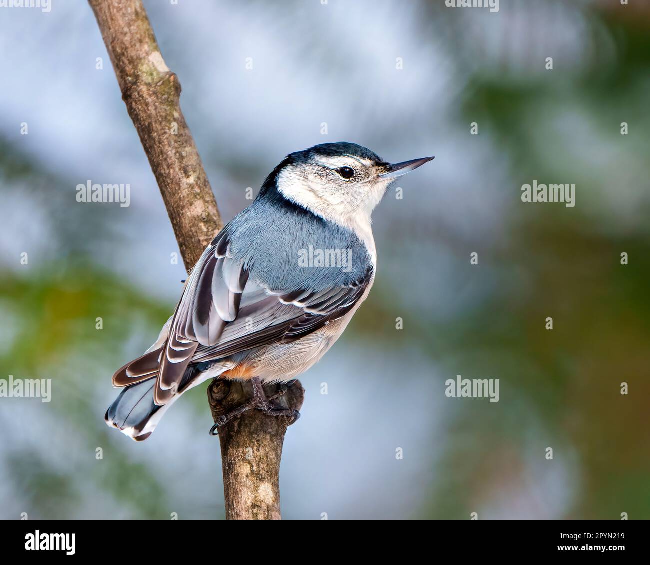White-breasted Nuthatch close-up rear view perched on a tree branch in ...