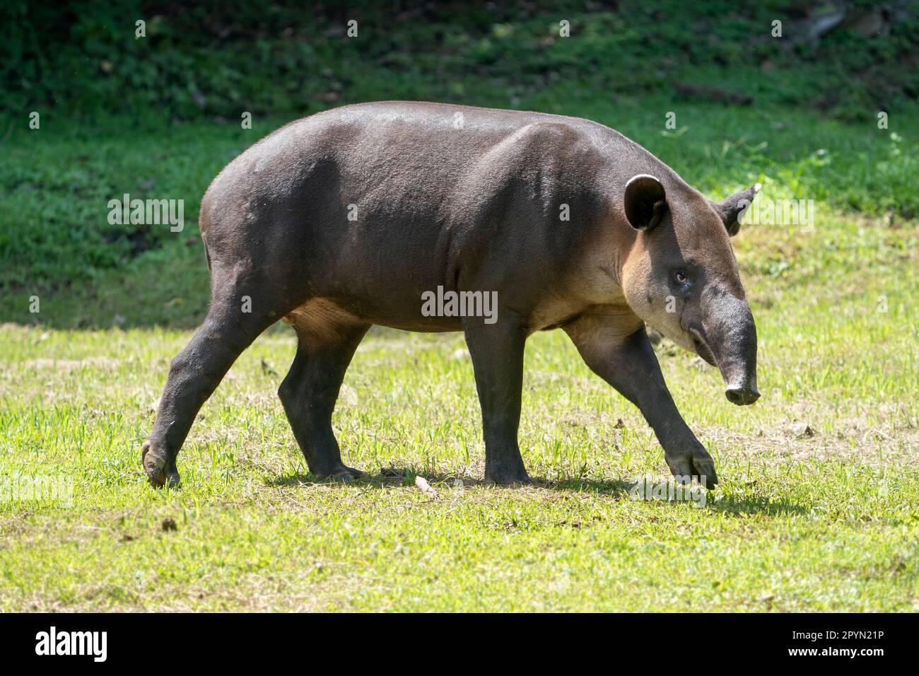 A close encounter from the male Baird's tapir (Tapirus bairdii), in ...