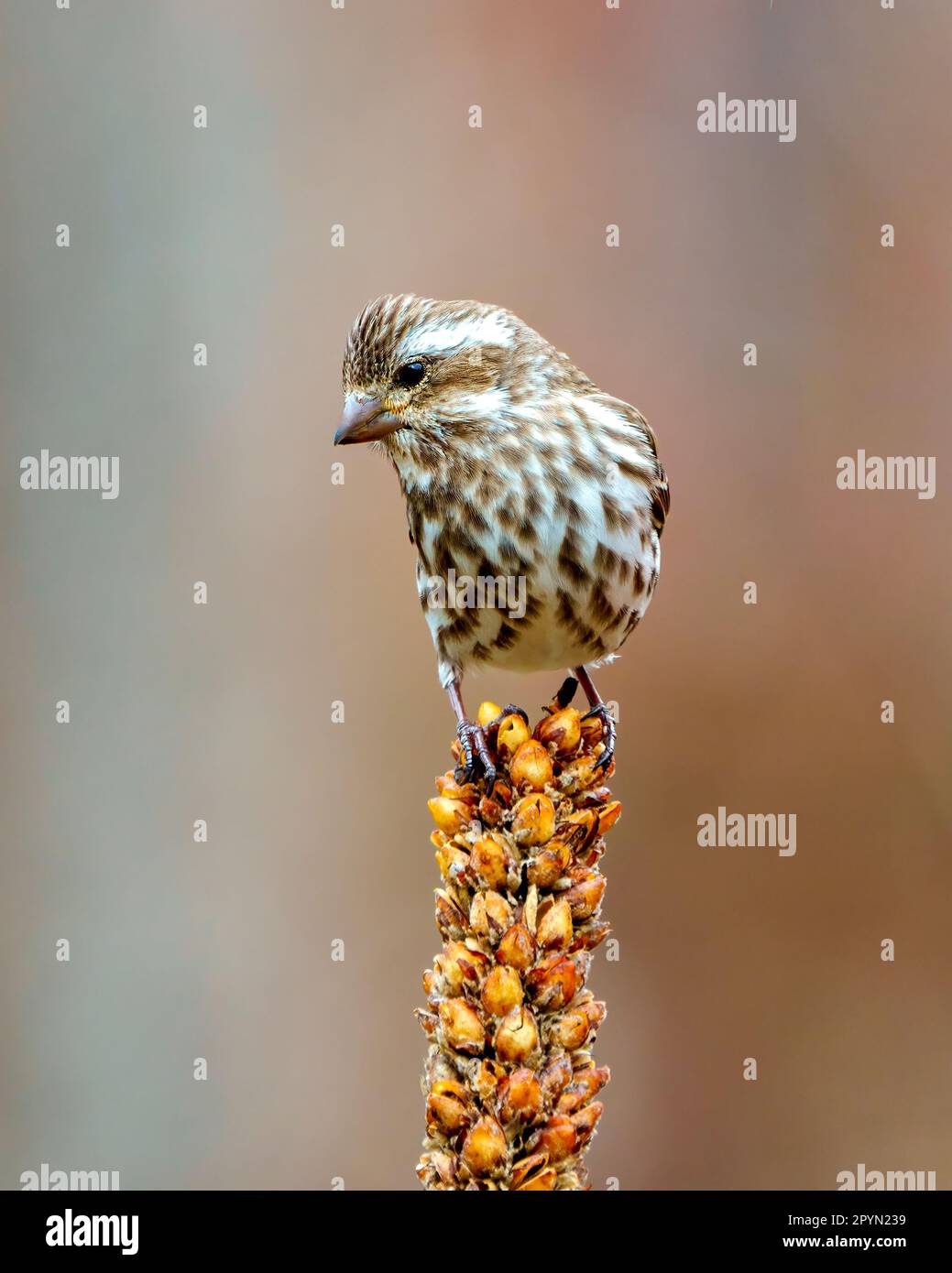 Purple Finch female front view perched on a dried mullein stalk plant ...