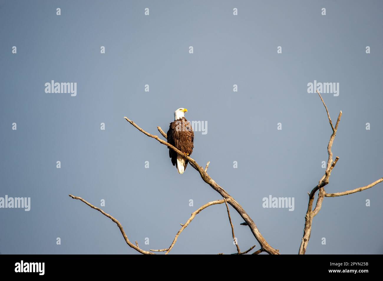 A low angle shot of a majestic bald eagle perched on a dead tree limb ...