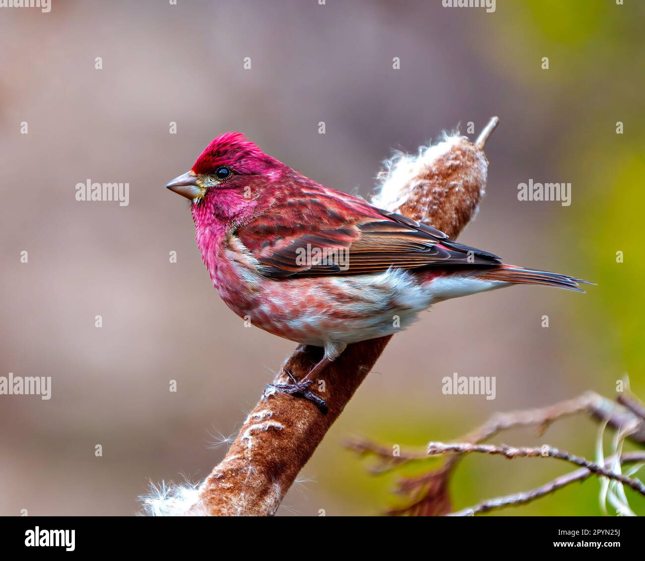 Finch male close-up side view, perched on a cattail with a blur ...