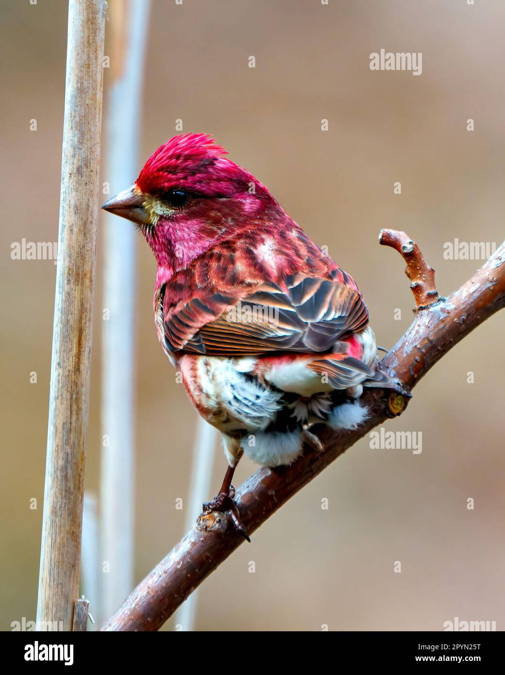 Finch male close-up rear view, perched on a branch displaying red ...