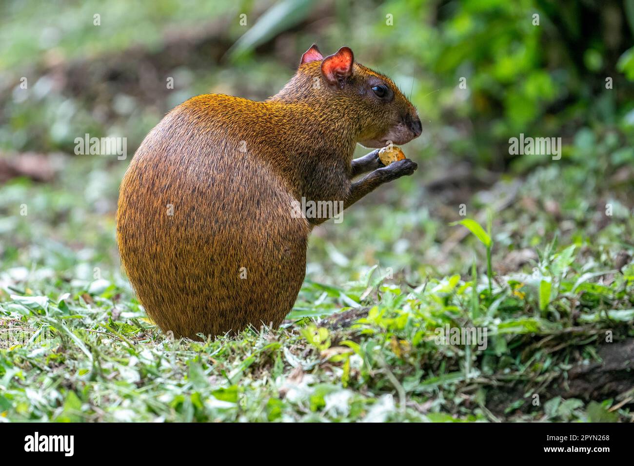 The Central American agouti (Dasyprocta punctata) eating with it's ...