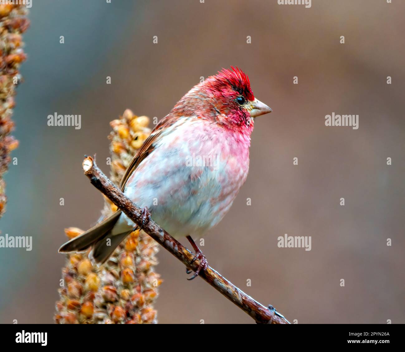 Finch male close-up view, perched on a twig displaying red colour ...