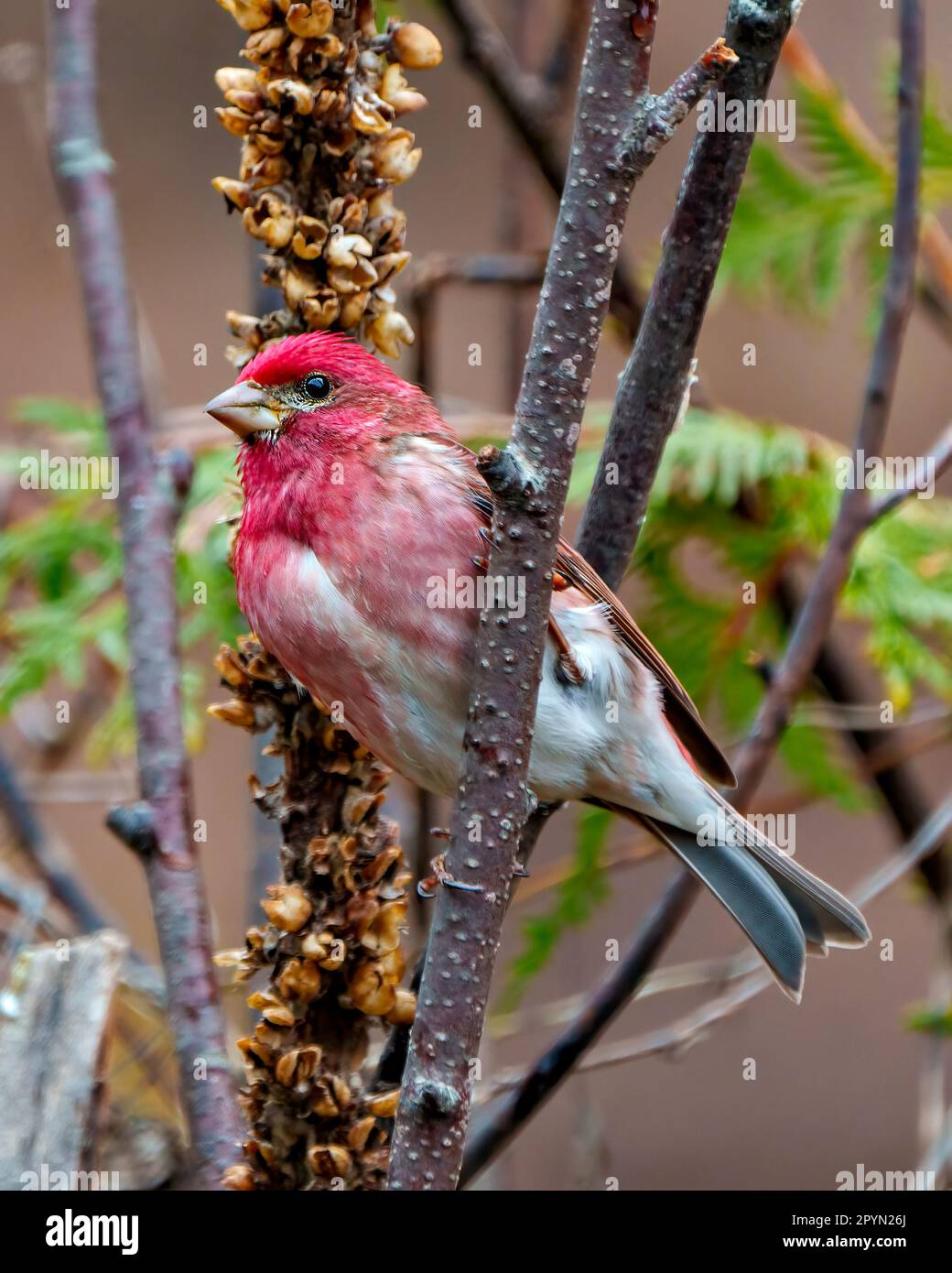 Finch male close-up side view, perched on a branch displaying red ...