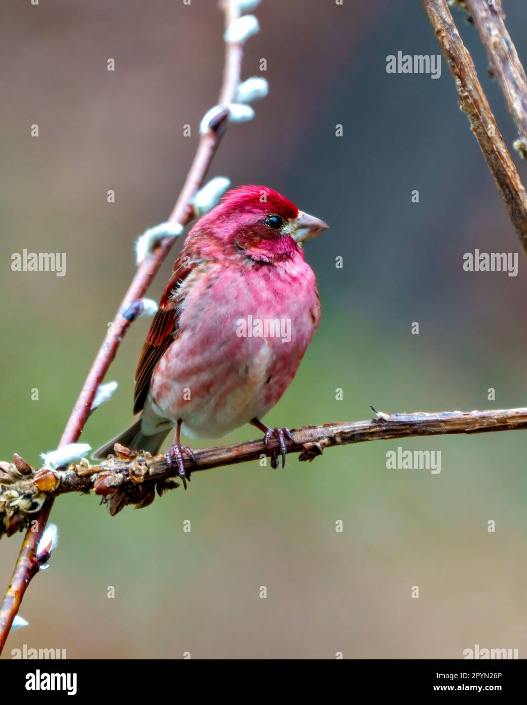 Finch male close-up side view, perched on a branch displaying red ...
