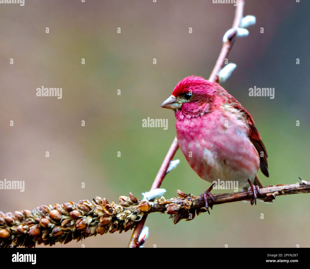 Finch male close-up side view, perched on a branch displaying red ...