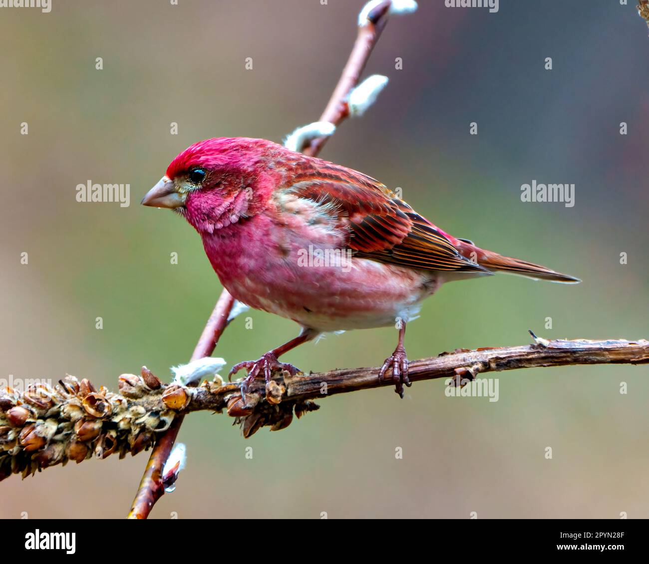 Finch male close-up side view, perched on a branch displaying red ...