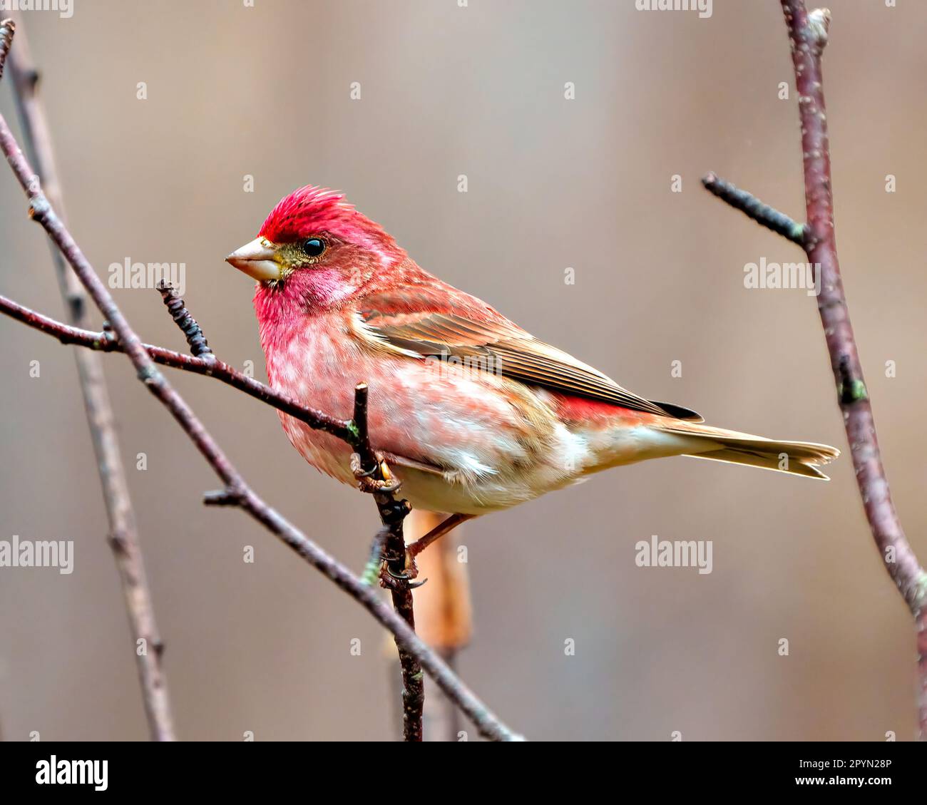 Finch male close-up side view, perched on a branch displaying red ...