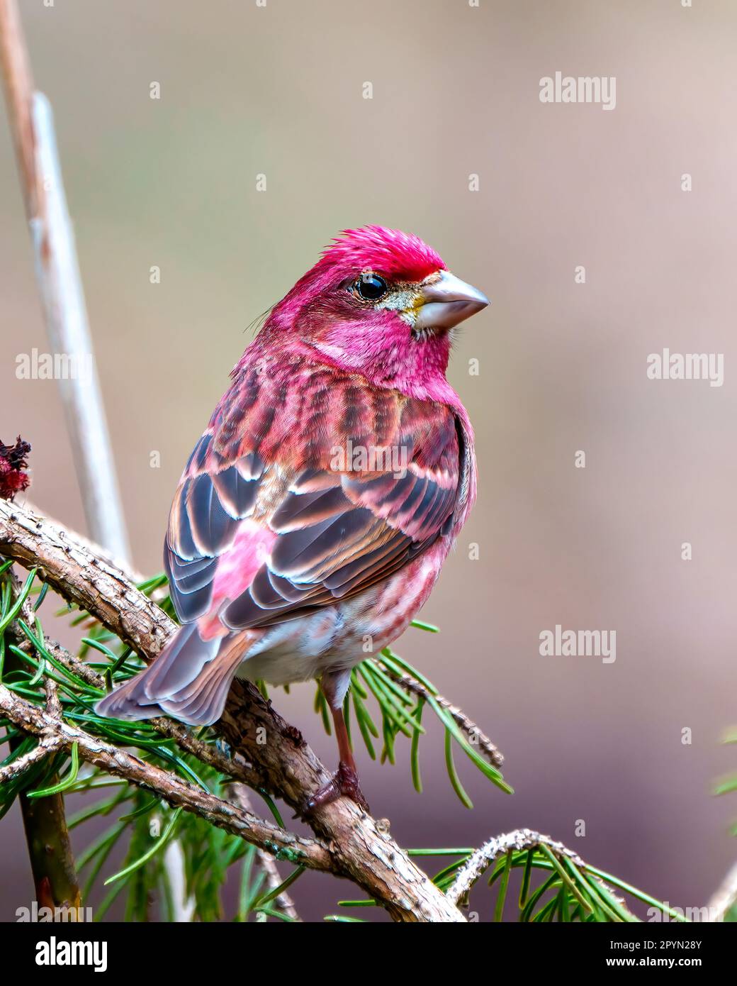 Finch male close-up rear view, perched on a branch displaying red ...