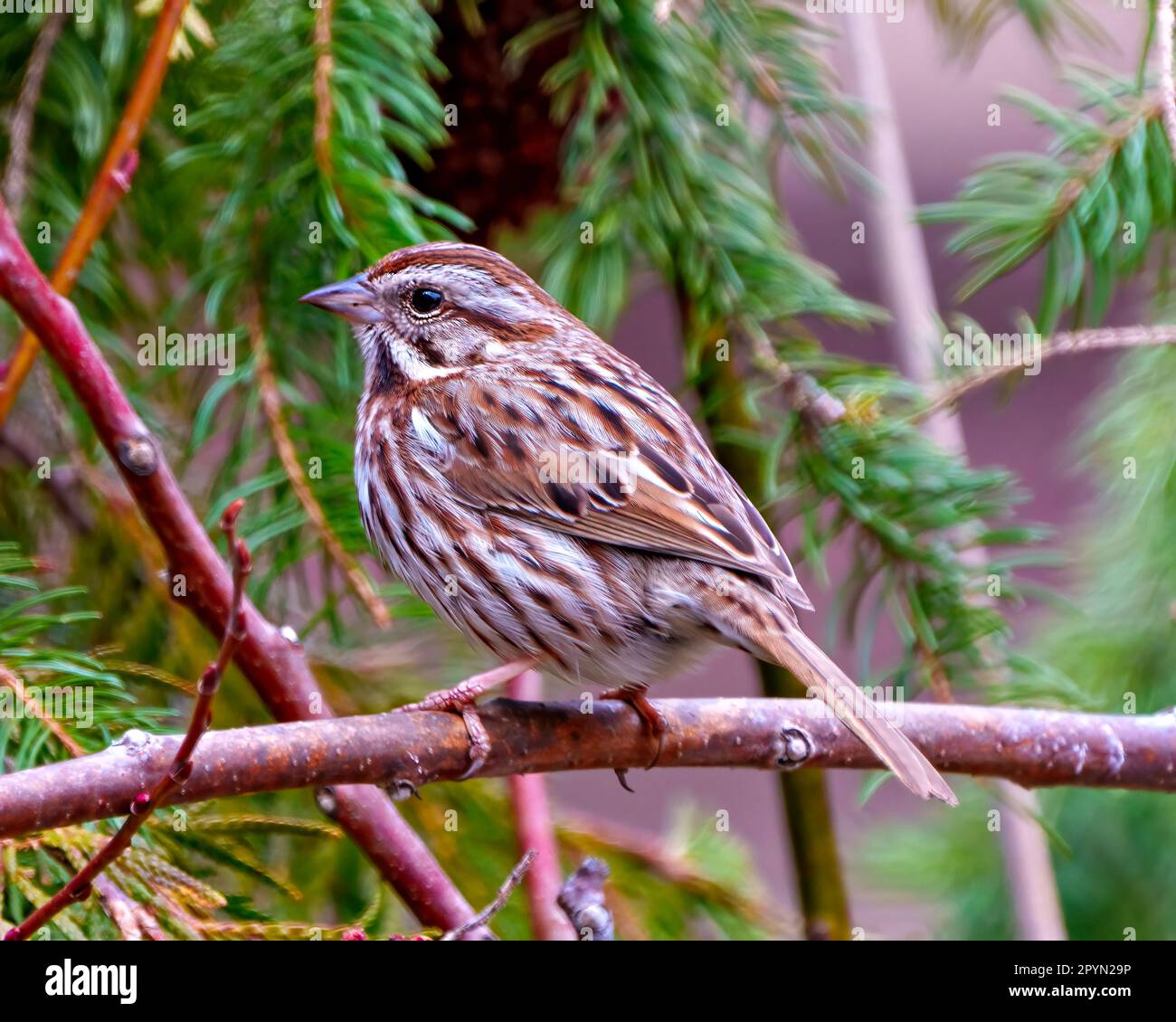 Song Sparrow close-up side view perched on a branch with a coniferous ...