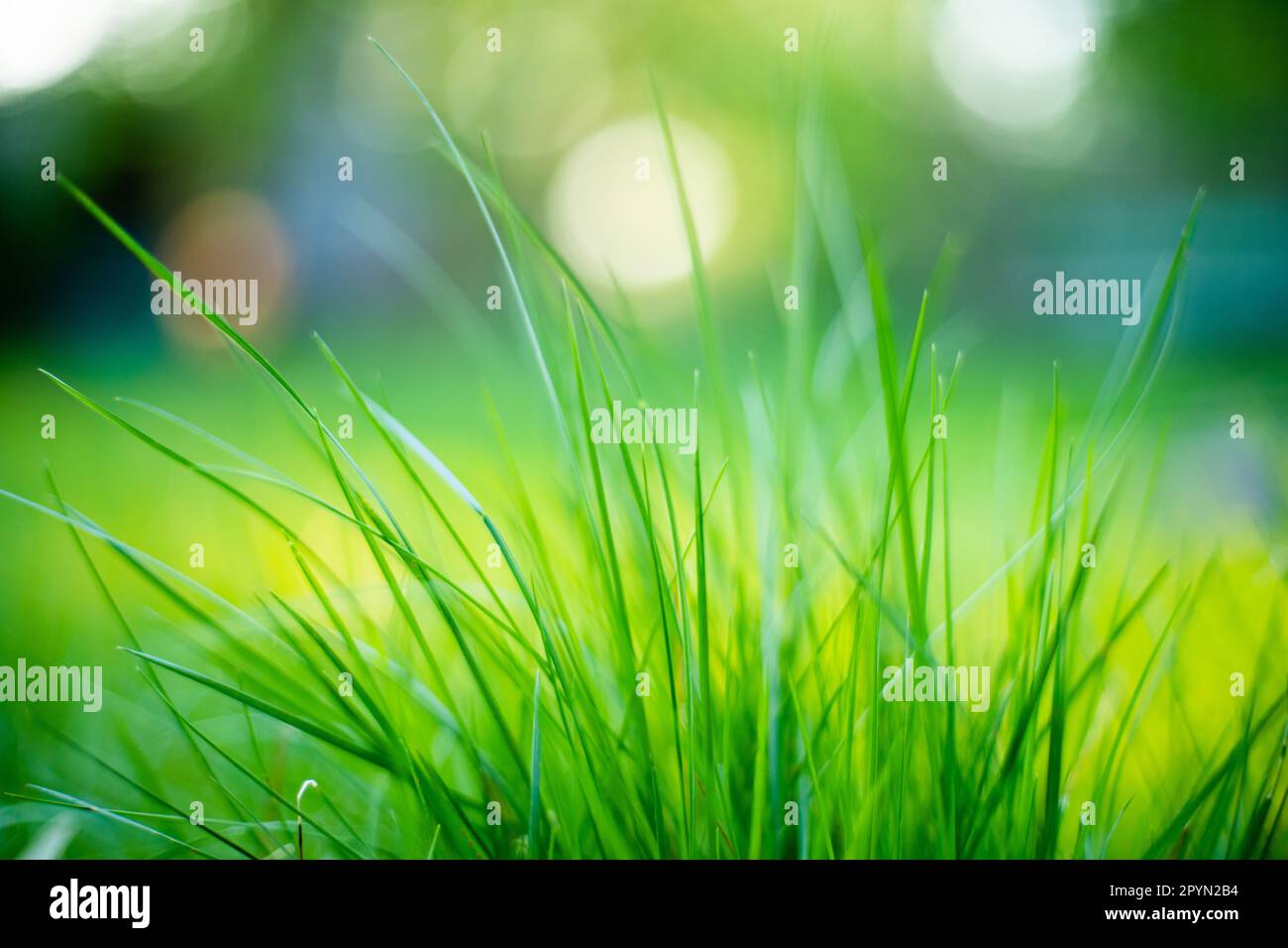 low angle close-up of wild spring meadow in backlight of golden hour ...