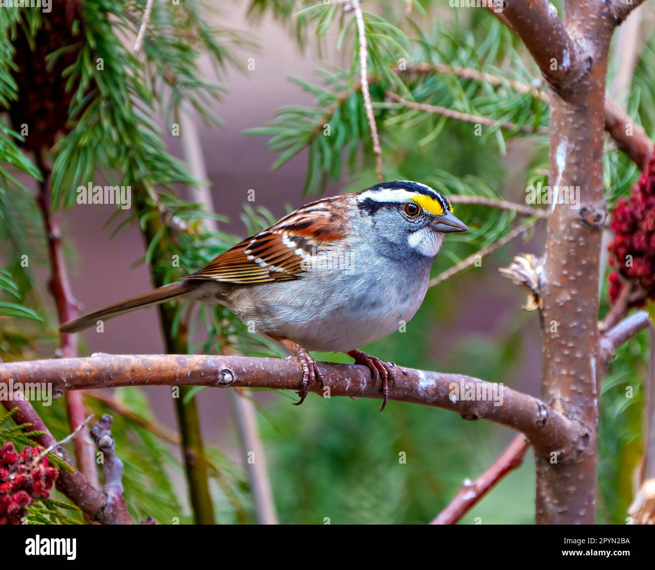 White-crowned Sparrow close up profile view perched on a tree branch ...