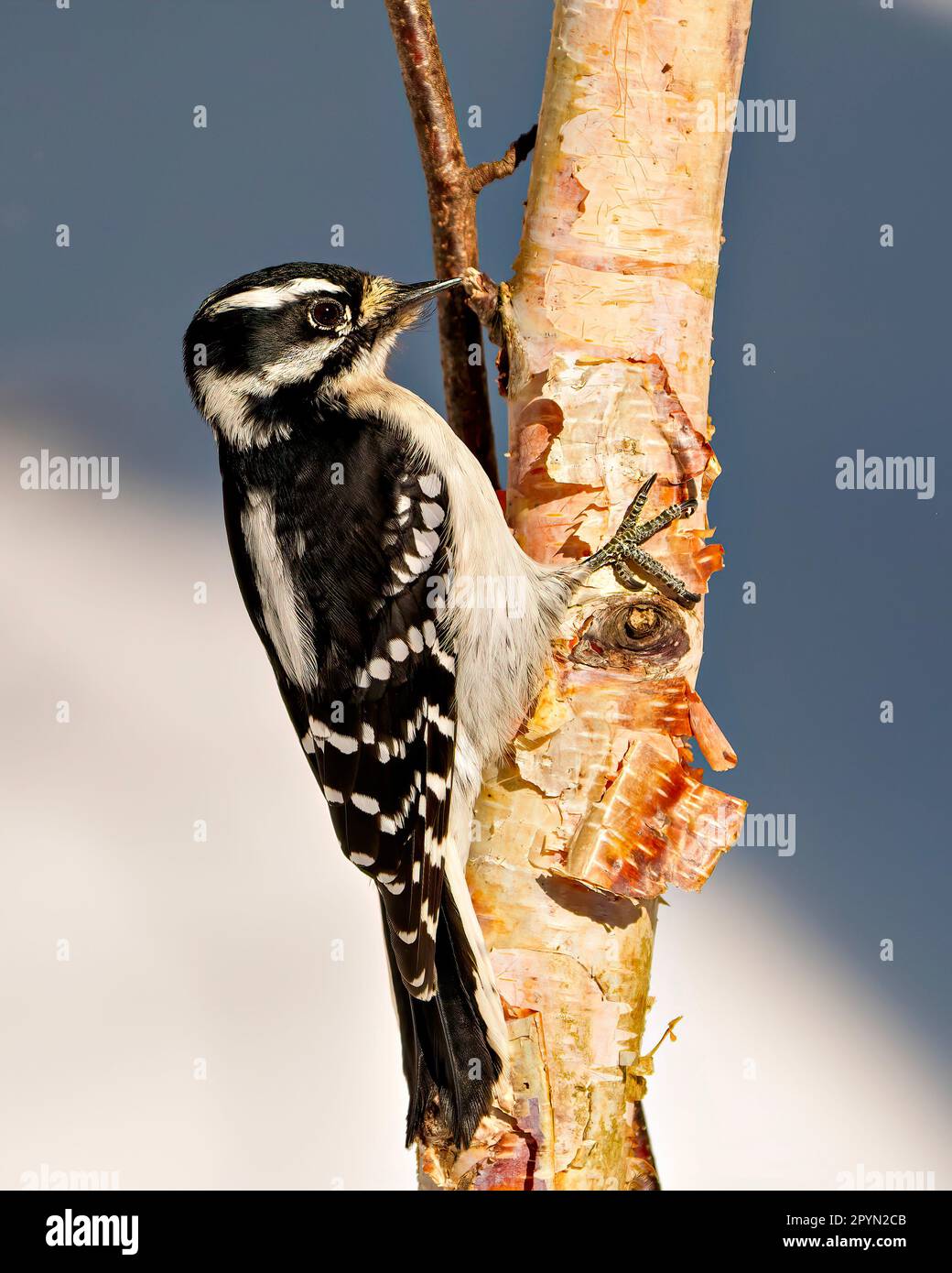 Woodpecker female climbing a birch tree branch with a blue background ...
