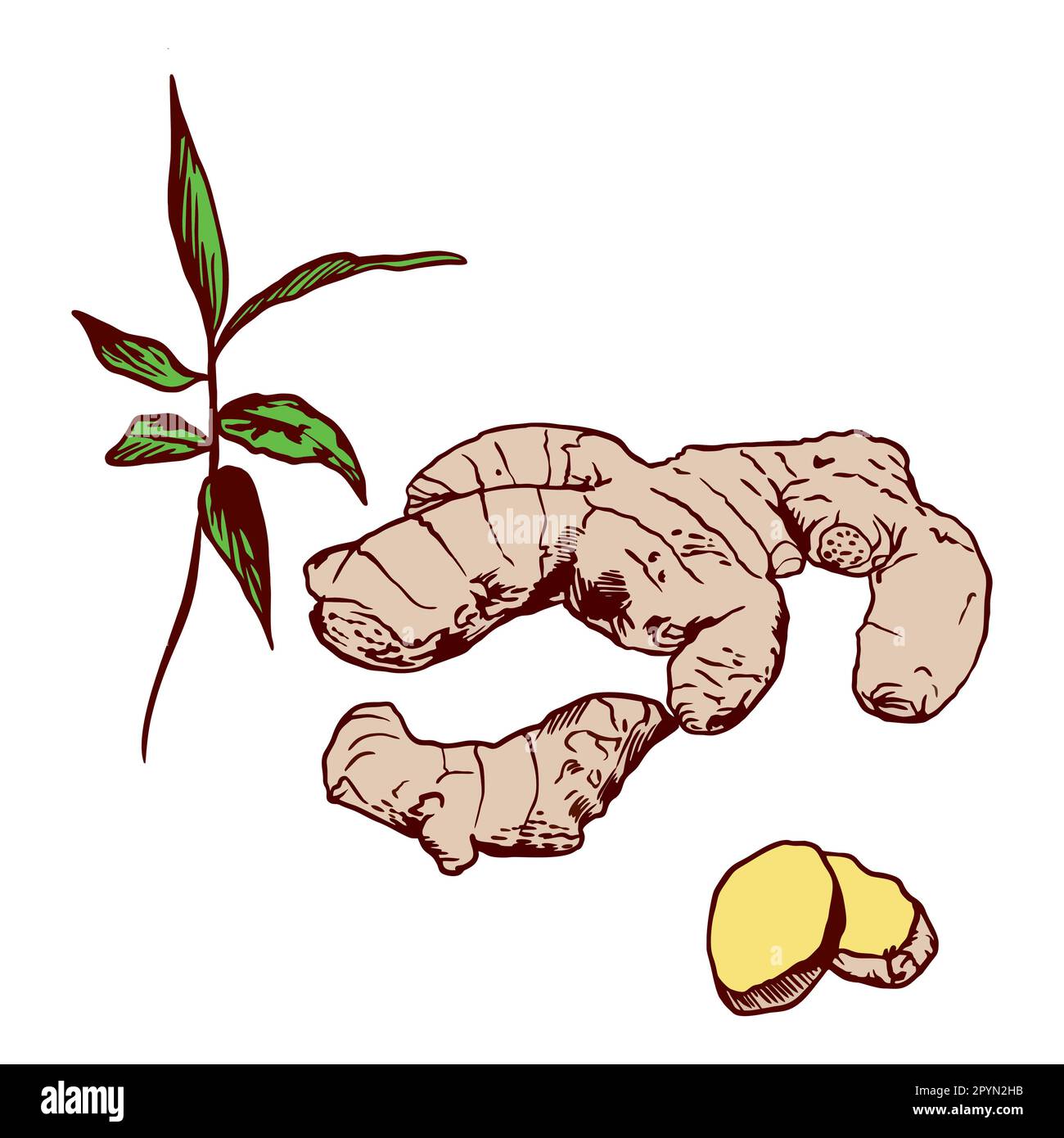 A set of ginger root, slices and leaves isolated on a white background ...