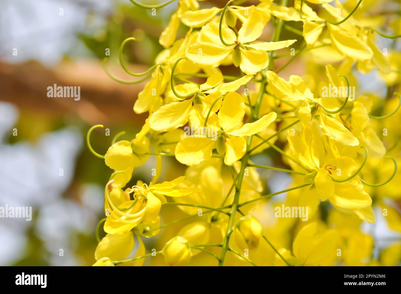Golden shower , Cassia fistula or pudding pipe or LEGUMINOSAE CAESALPINIOIDEAE or Indian ...
