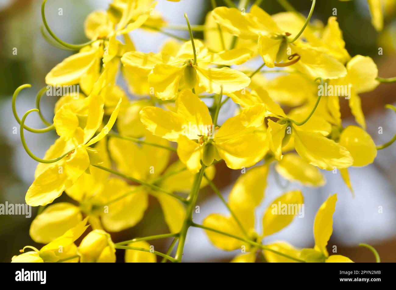Golden shower , Cassia fistula or pudding pipe or LEGUMINOSAE CAESALPINIOIDEAE or Indian ...