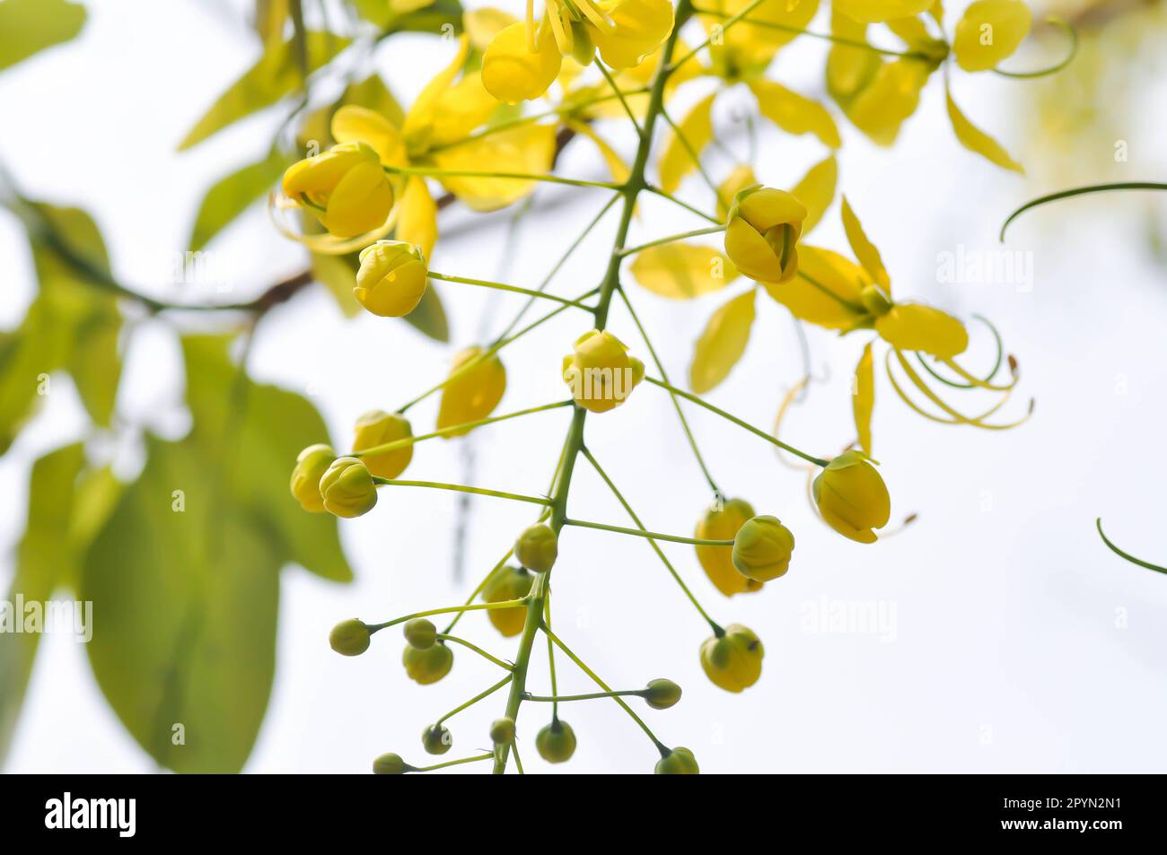 Golden shower , Cassia fistula or pudding pipe or LEGUMINOSAE CAESALPINIOIDEAE or Indian ...