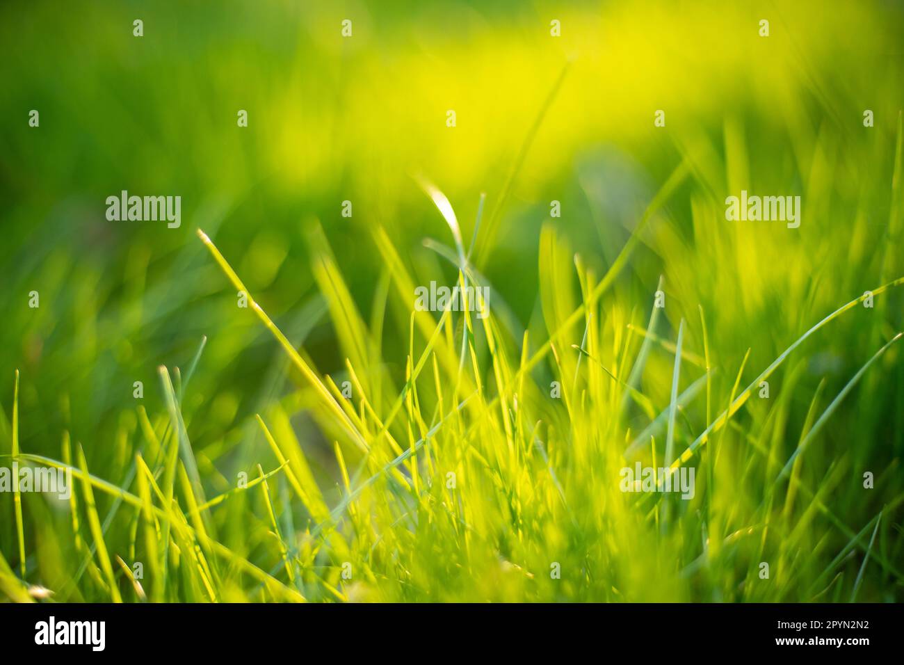 low angle close-up of wild spring meadow in backlight of golden hour ...
