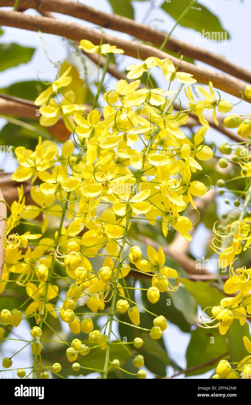 Golden shower , Cassia fistula or pudding pipe or LEGUMINOSAE CAESALPINIOIDEAE or Indian ...