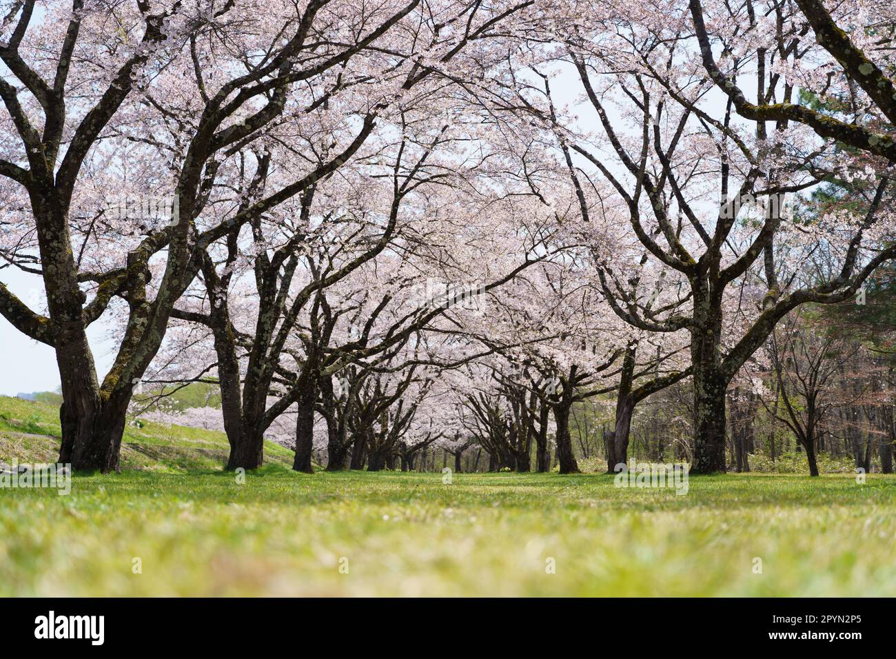 Pink cherry blossom(Cherry blossom, Japanese flowering cherry) on the ...
