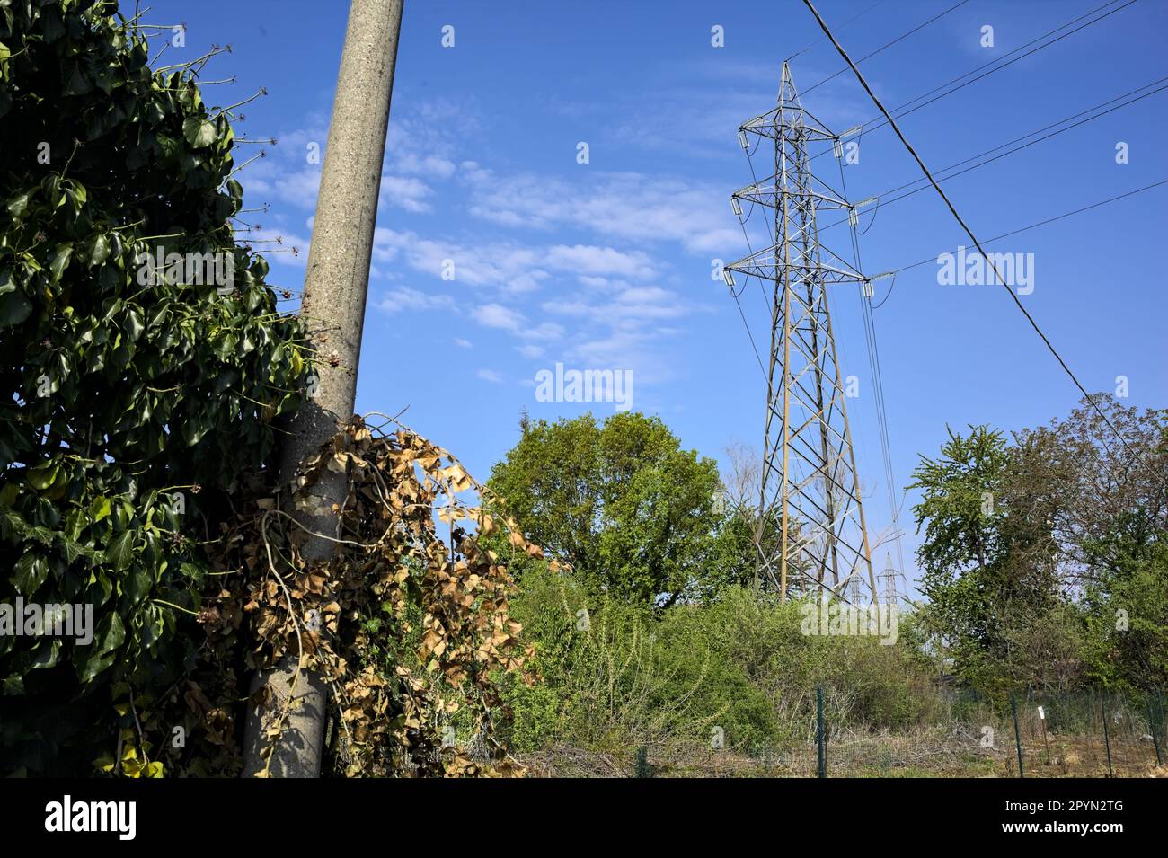 Electricity pylons framed by trees with the sky as background Stock ...