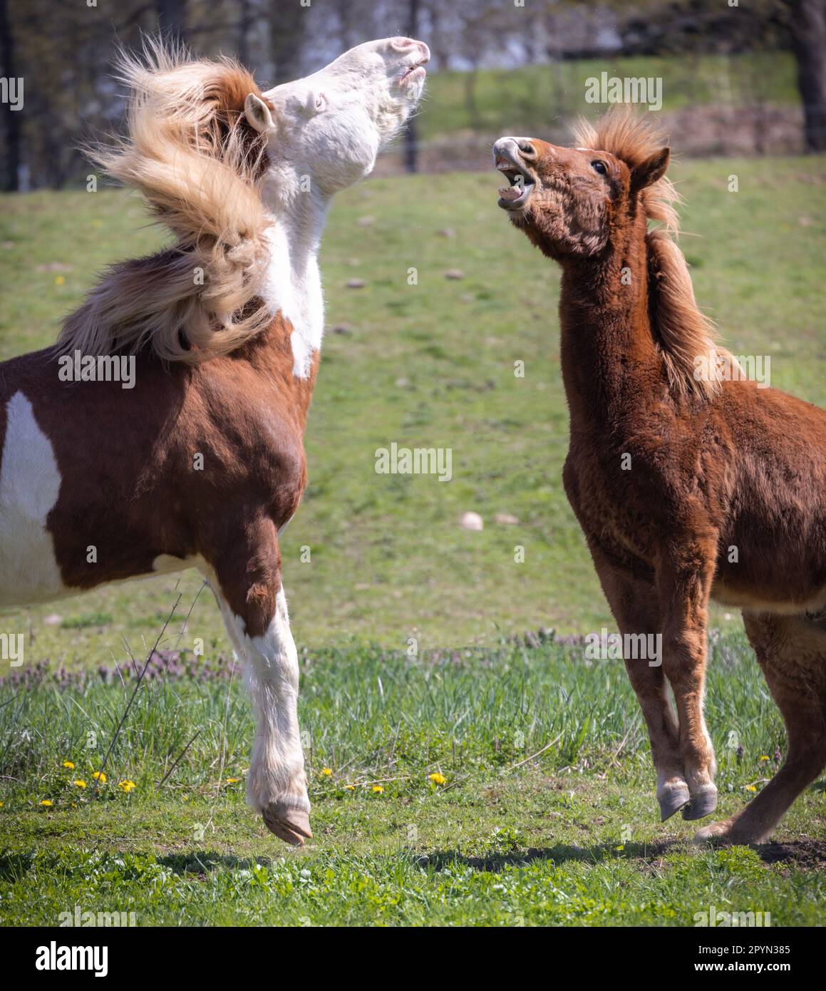 Horses Play Fighting