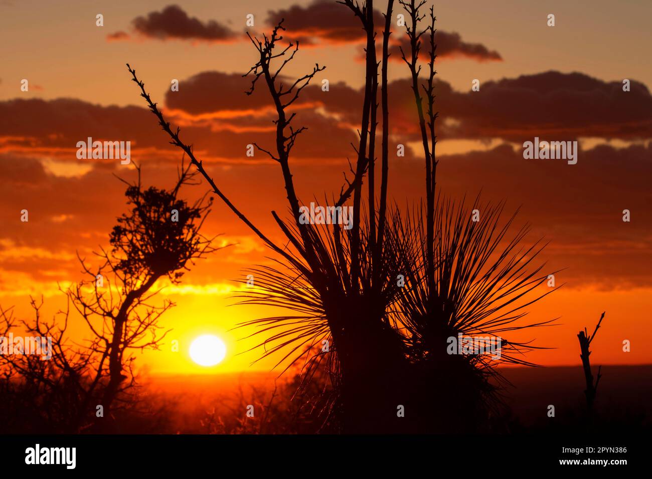 Yucca sunrise on Pinery Trail, Guadalupe Mountains National Park, Texas ...