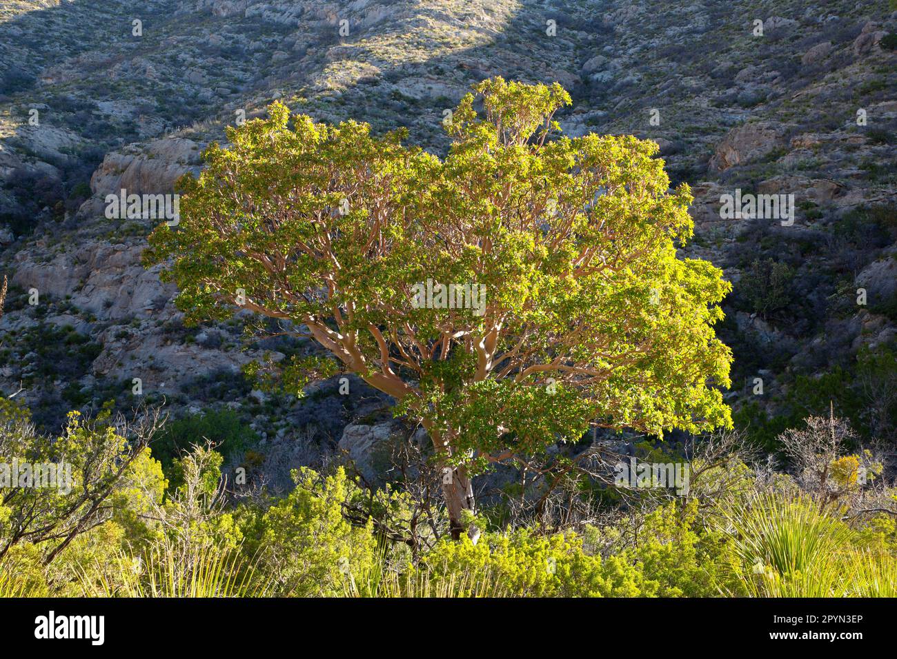 Texas Madrone (Arbutus xalapensis) along McKittrick Canyon Trail ...
