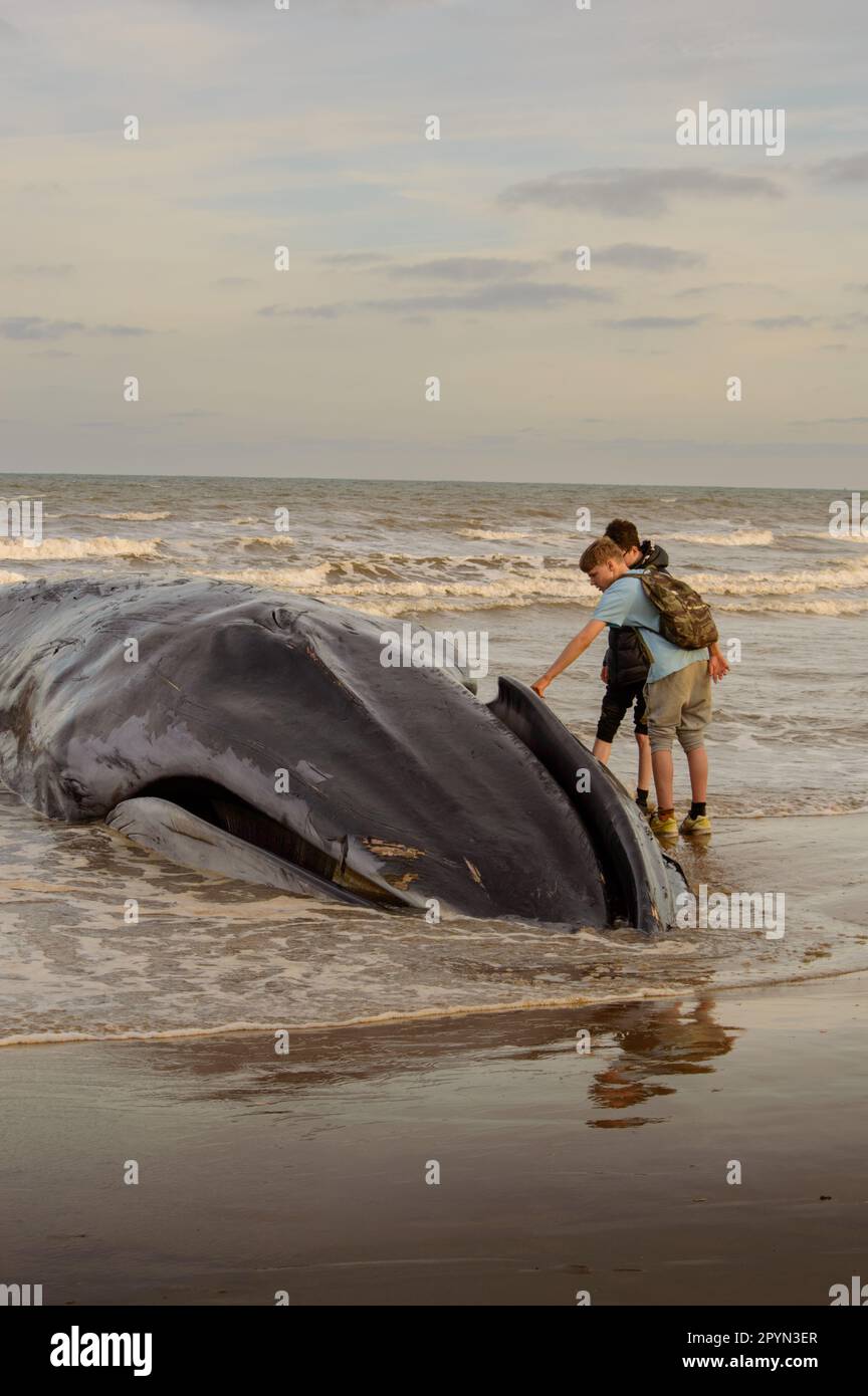 Dead Beached Whale Stock Photo - Alamy