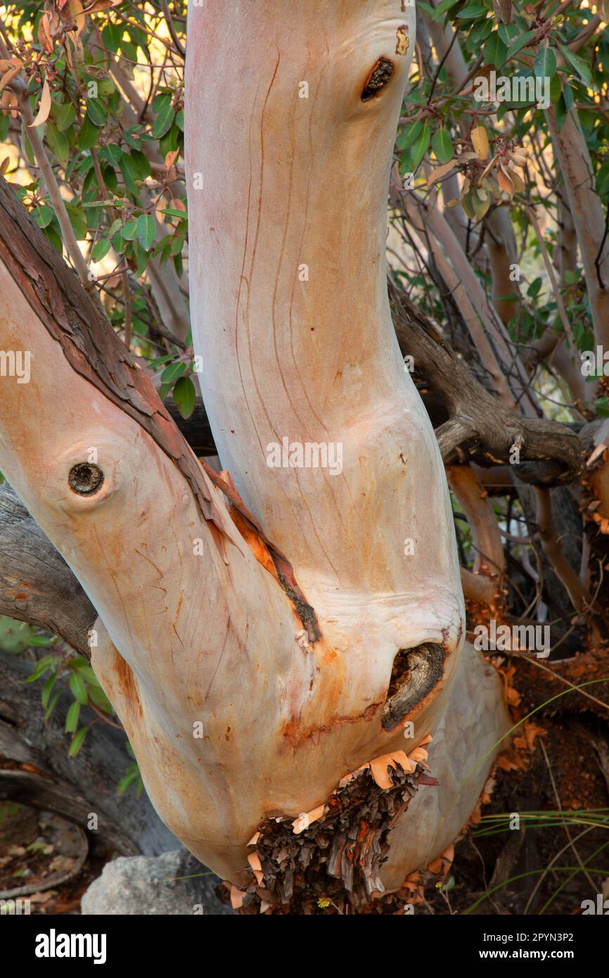 Texas Madrone (Arbutus xalapensis) along Smith Spring Trail, Guadalupe ...
