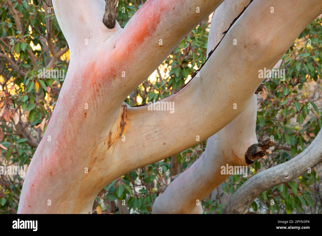 Texas madrono hi-res stock photography and images - Alamy