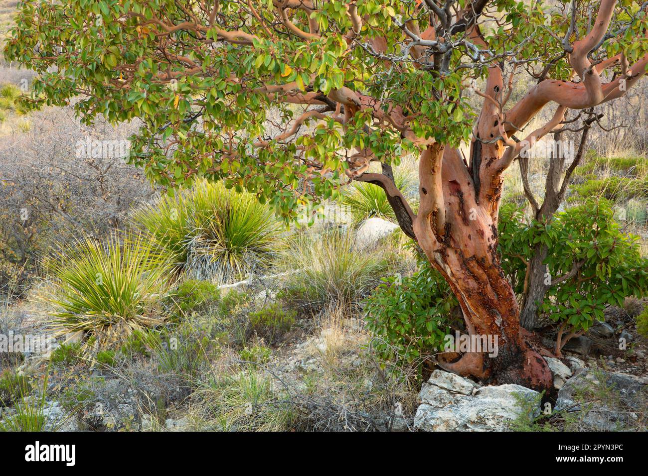 Texas Madrone (Arbutus xalapensis) along Smith Spring Trail, Guadalupe ...