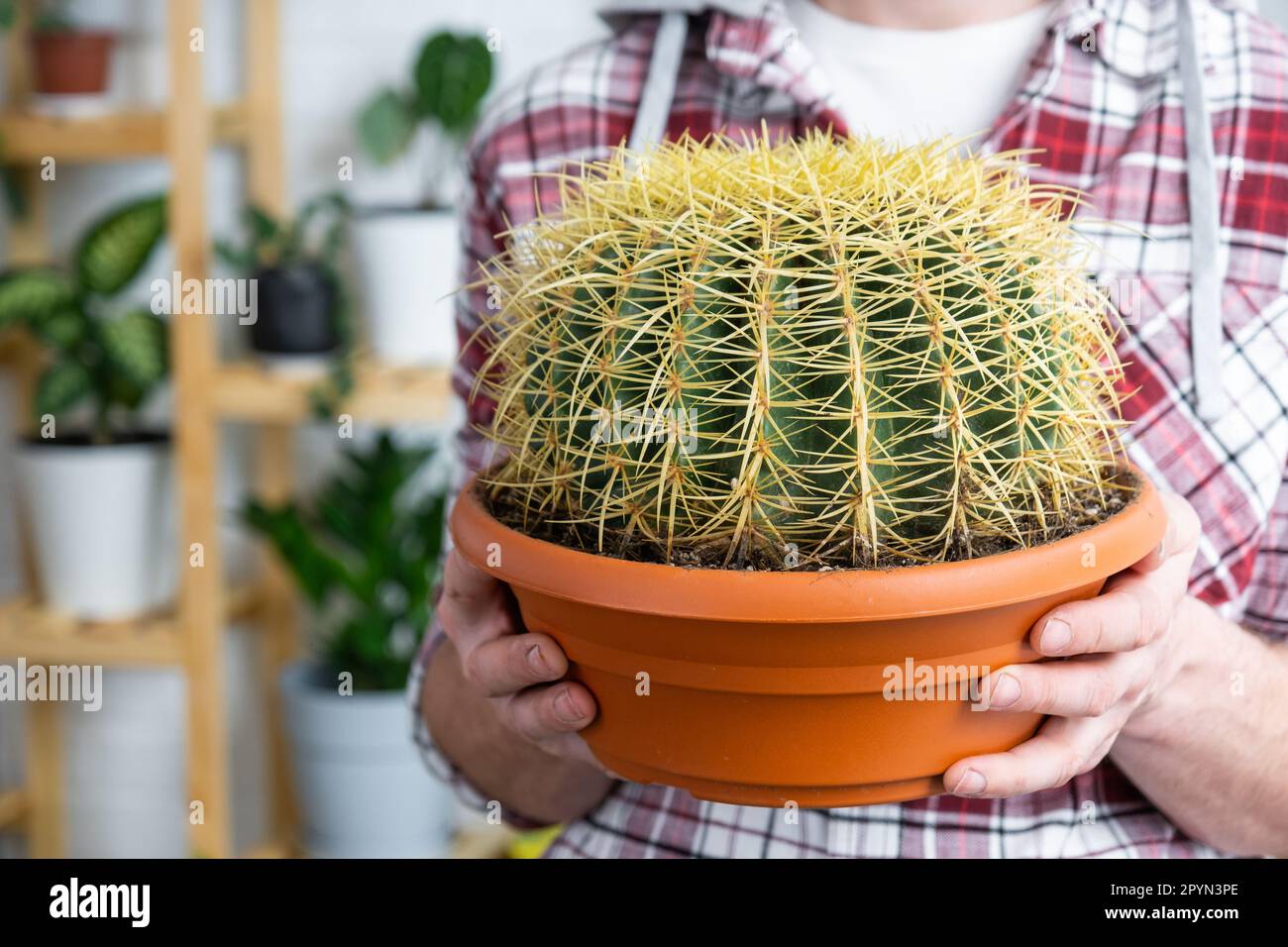 Large echinocactus Gruzoni in the hands of man in the interior near the ...
