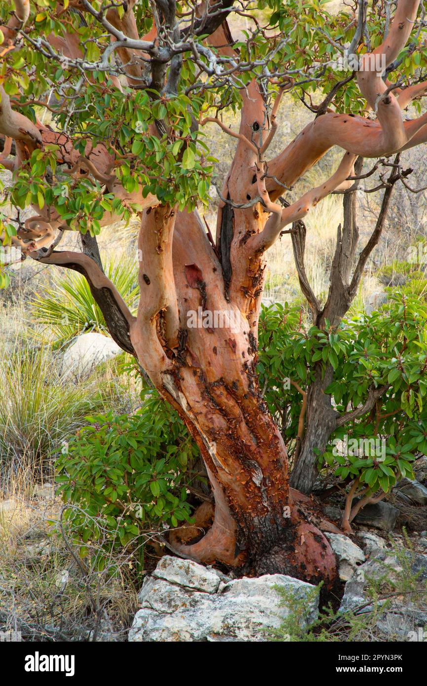 Texas Madrone (Arbutus xalapensis) along Smith Spring Trail, Guadalupe ...