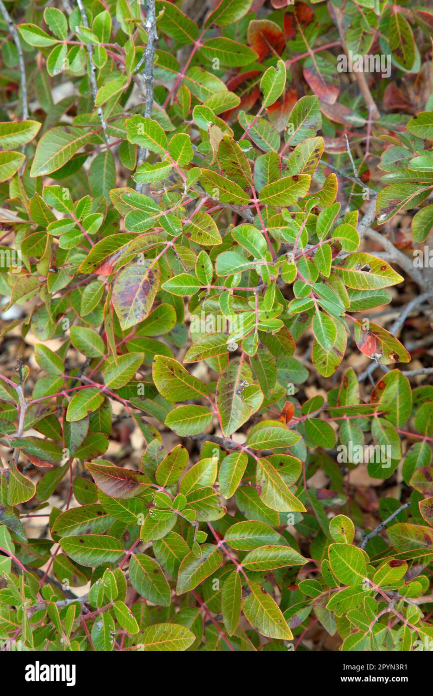 Rhus virens hi-res stock photography and images - Alamy