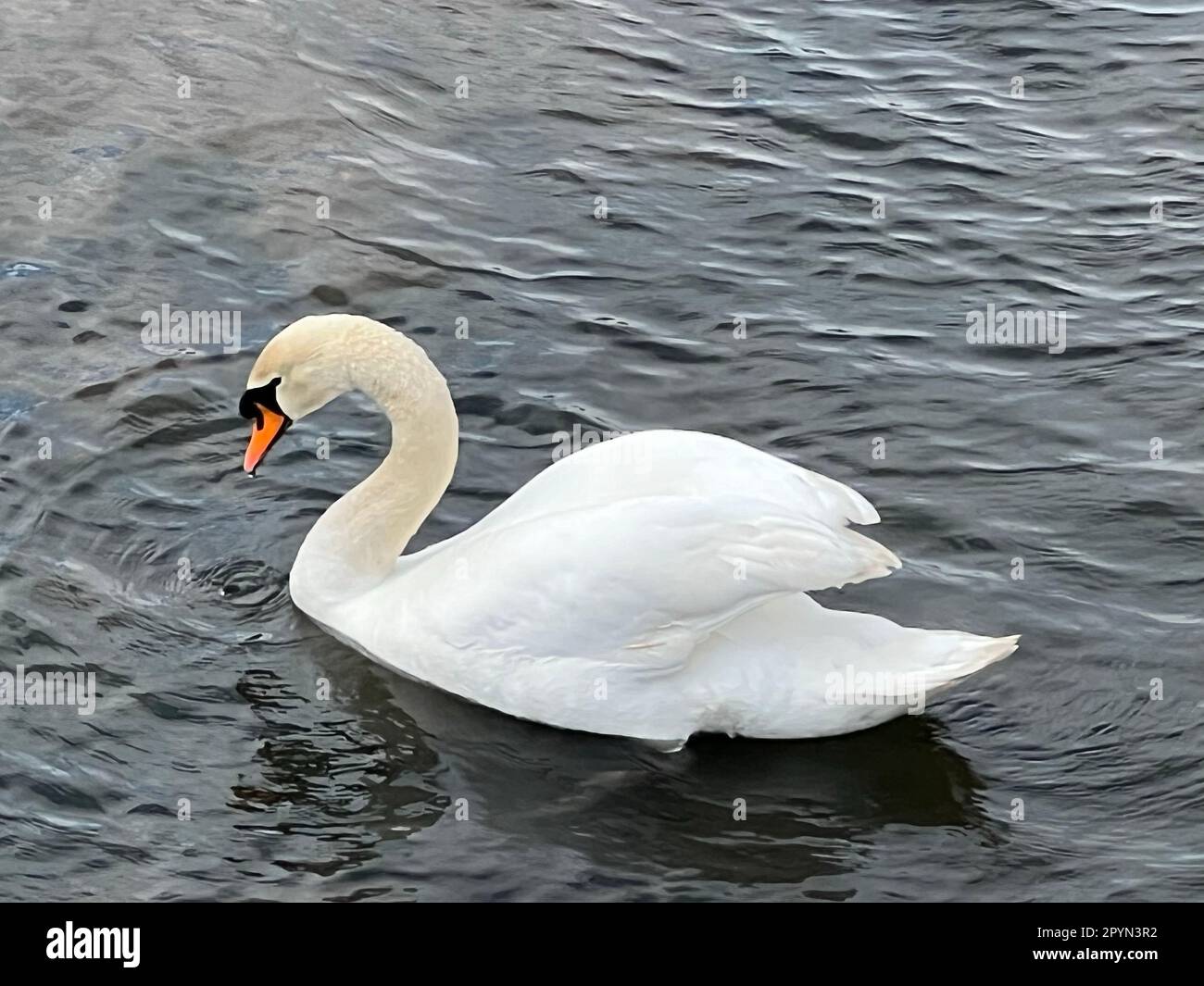 A white swan swimming in a tranquil river, surrounded by rippling water ...